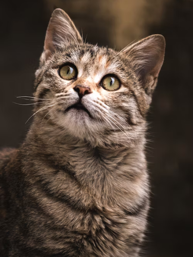10 Best AMAZING FACTS ABOUT CAT THAT WILL IMPRESS YOU - THE EDUCATION ...