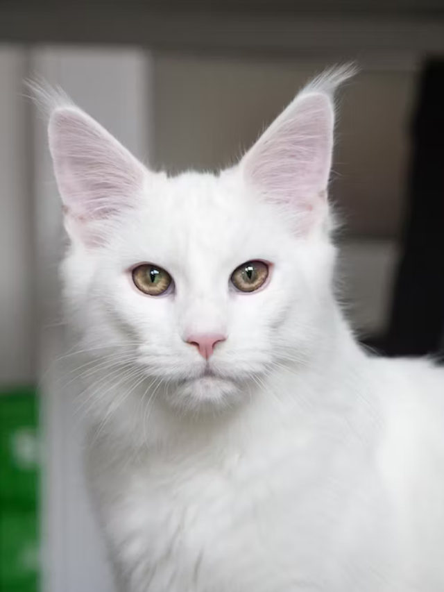 9 Interesting Facts About White Cats - THE EDUCATION PLANET