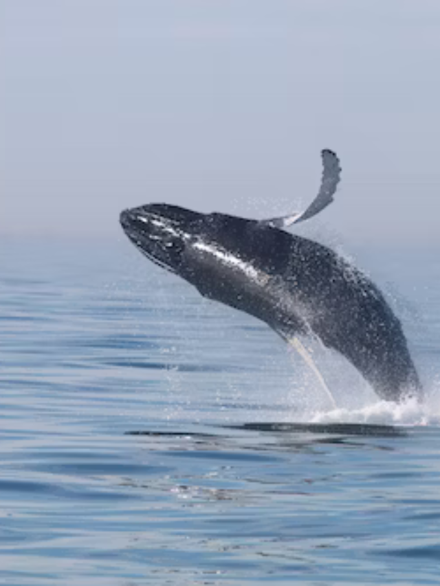 Top 10 Amazing Facts About Whales Do you Know - THE EDUCATION PLANET